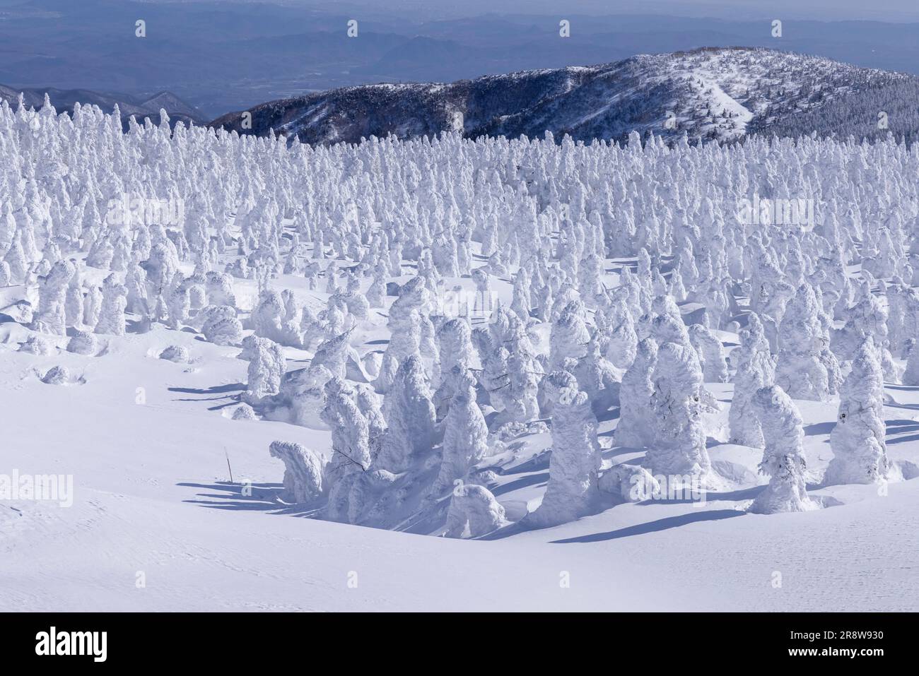 Juhyō in Zaō Stock Photo - Alamy