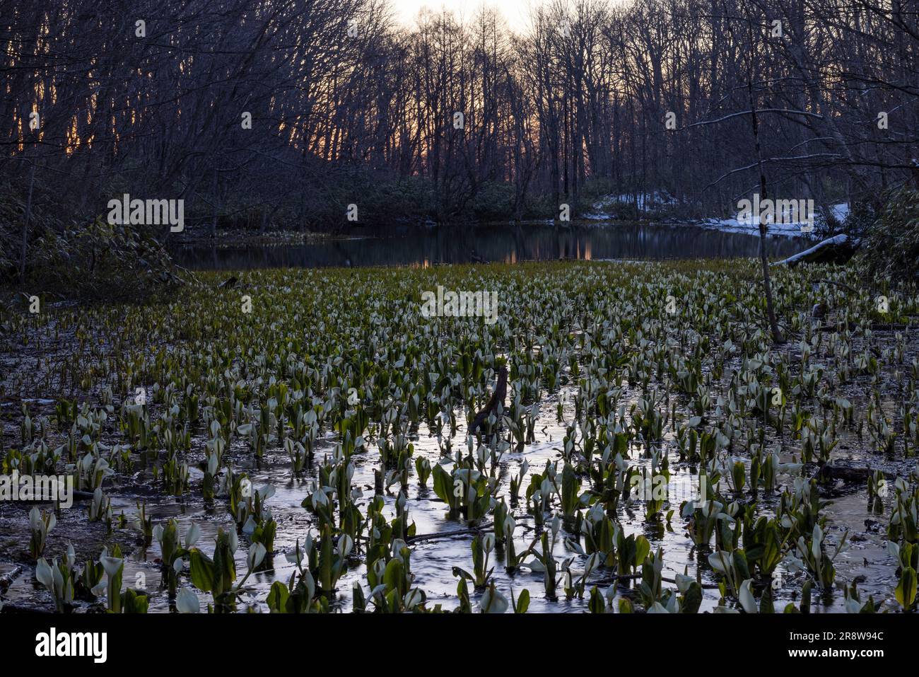 Skunk cabbages blooming in the pond Stock Photo - Alamy