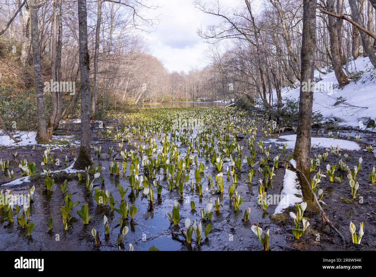 Cabbages april hi-res stock photography and images - Alamy