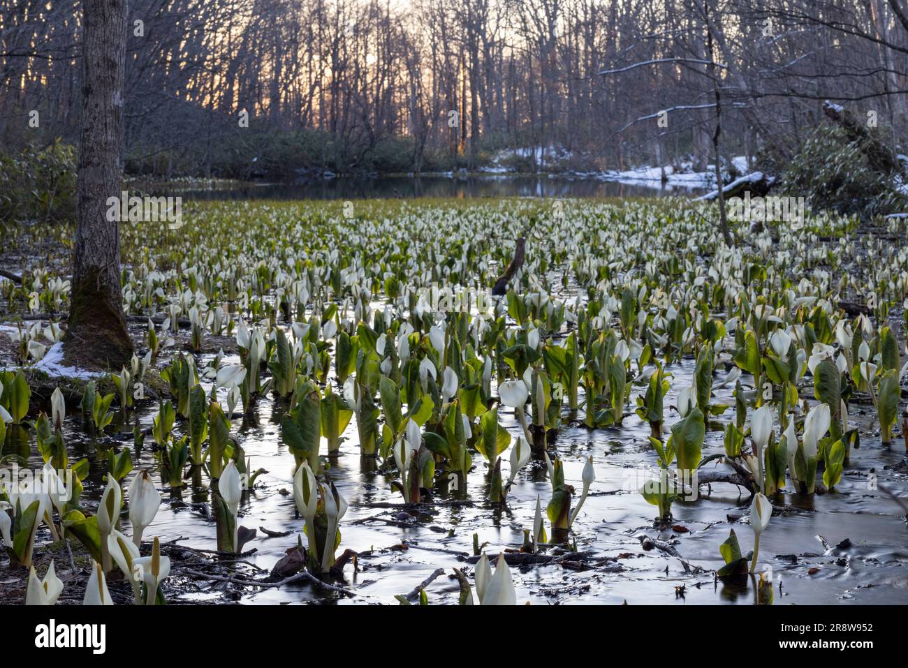 Cabbages april hi-res stock photography and images - Alamy
