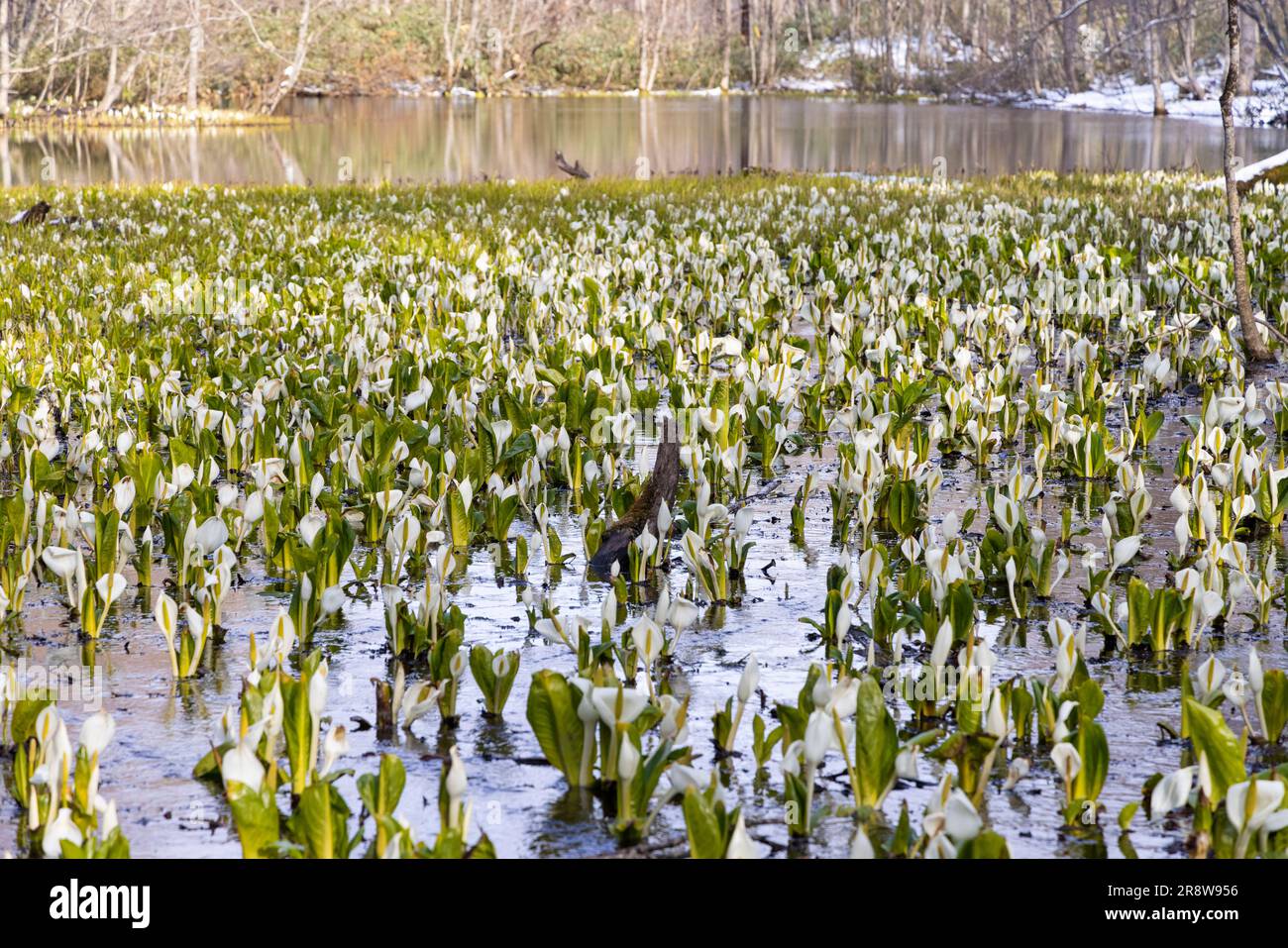 Cabbages april hi-res stock photography and images - Alamy