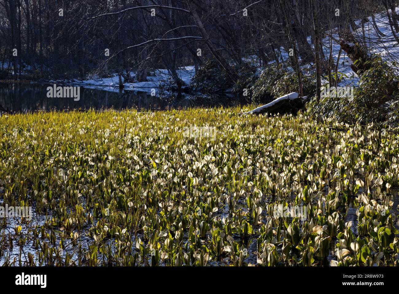 Cabbages april hi-res stock photography and images - Alamy