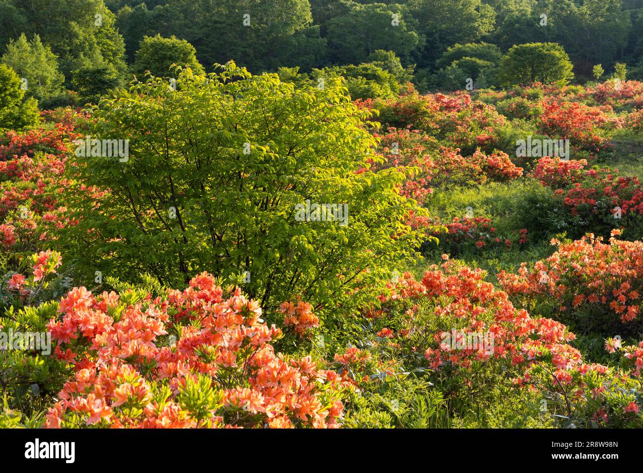 Appi kogen hi-res stock photography and images - Alamy