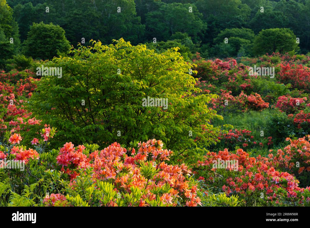 Azalea japanese hi-res stock photography and images - Alamy
