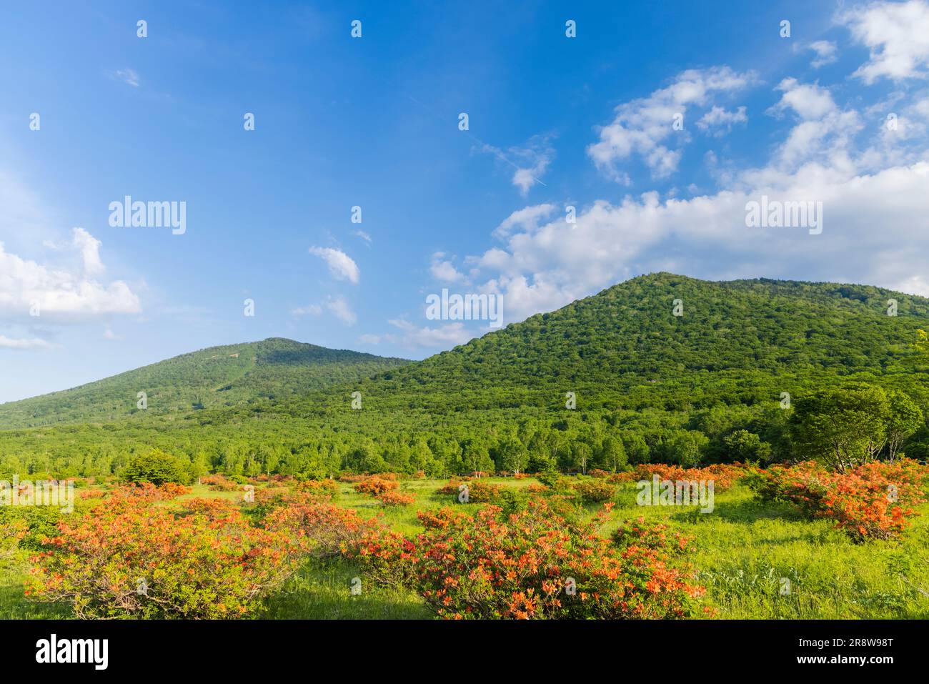 Azalea japanese hi-res stock photography and images - Alamy