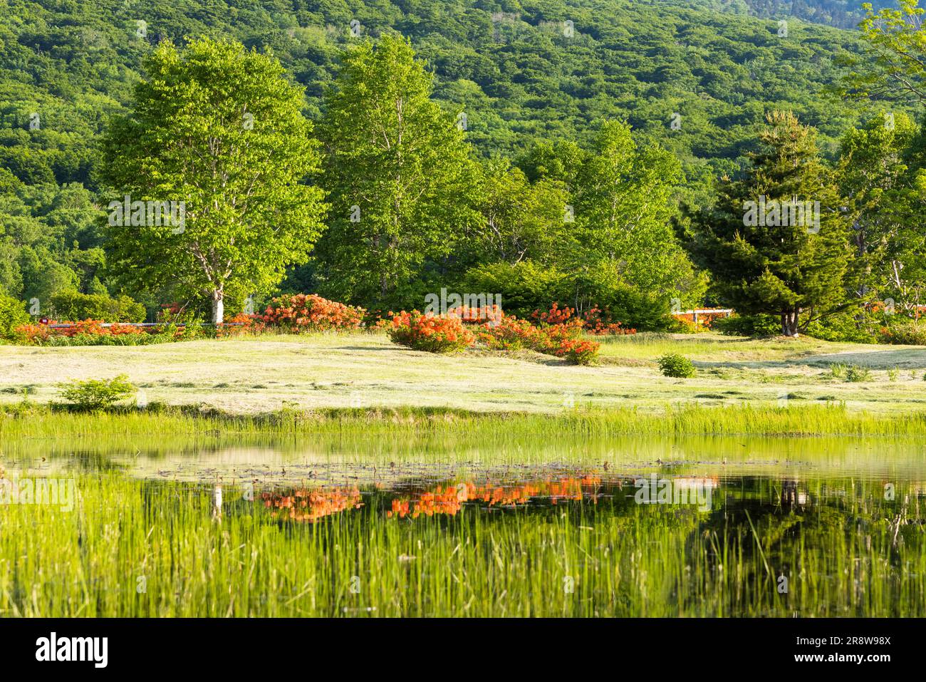 Renge pond hi-res stock photography and images - Alamy
