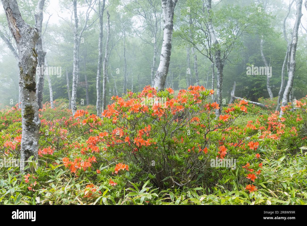 Shirakaba daira hi-res stock photography and images - Alamy
