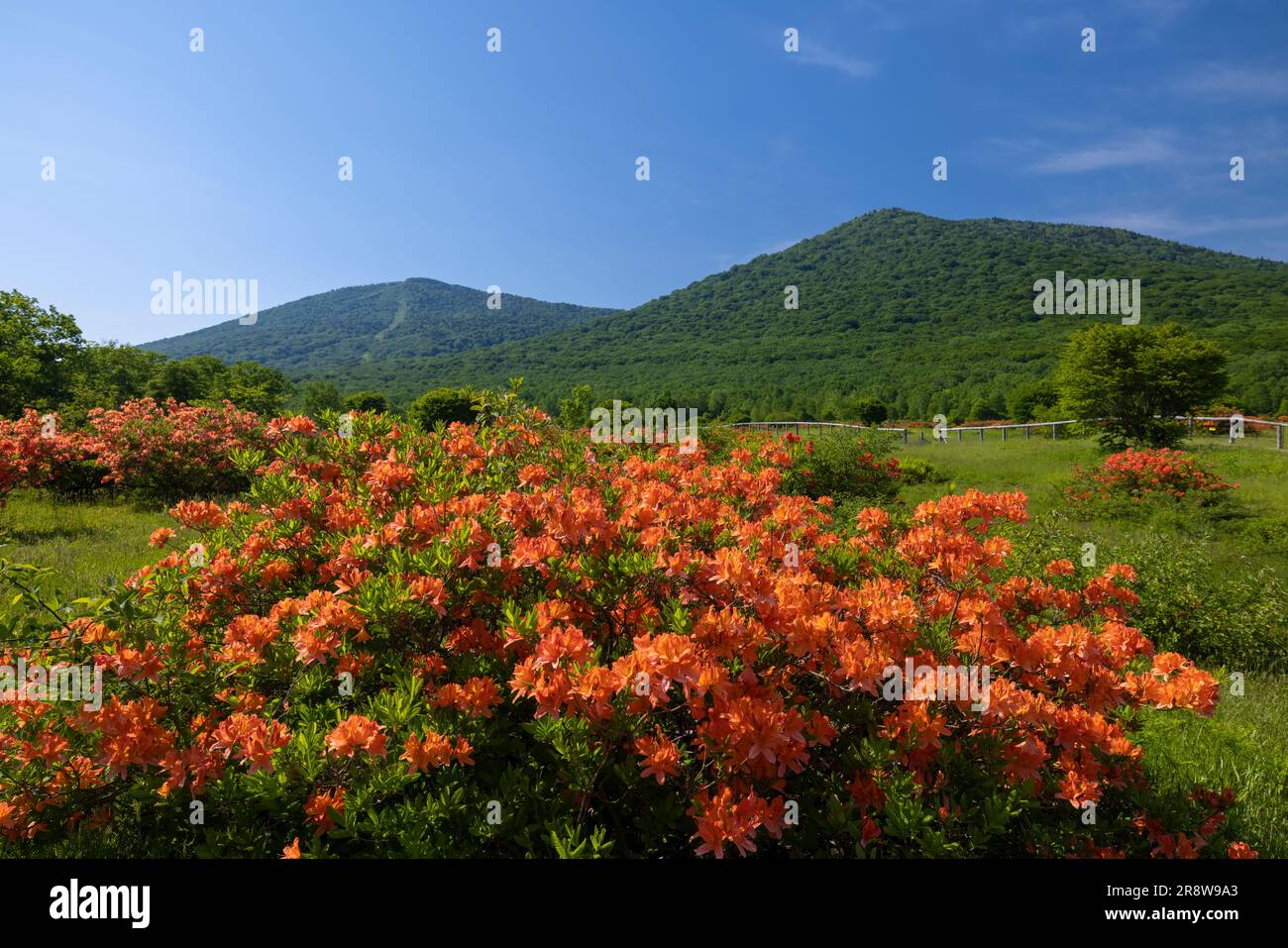 Japanese azalea hi-res stock photography and images - Alamy
