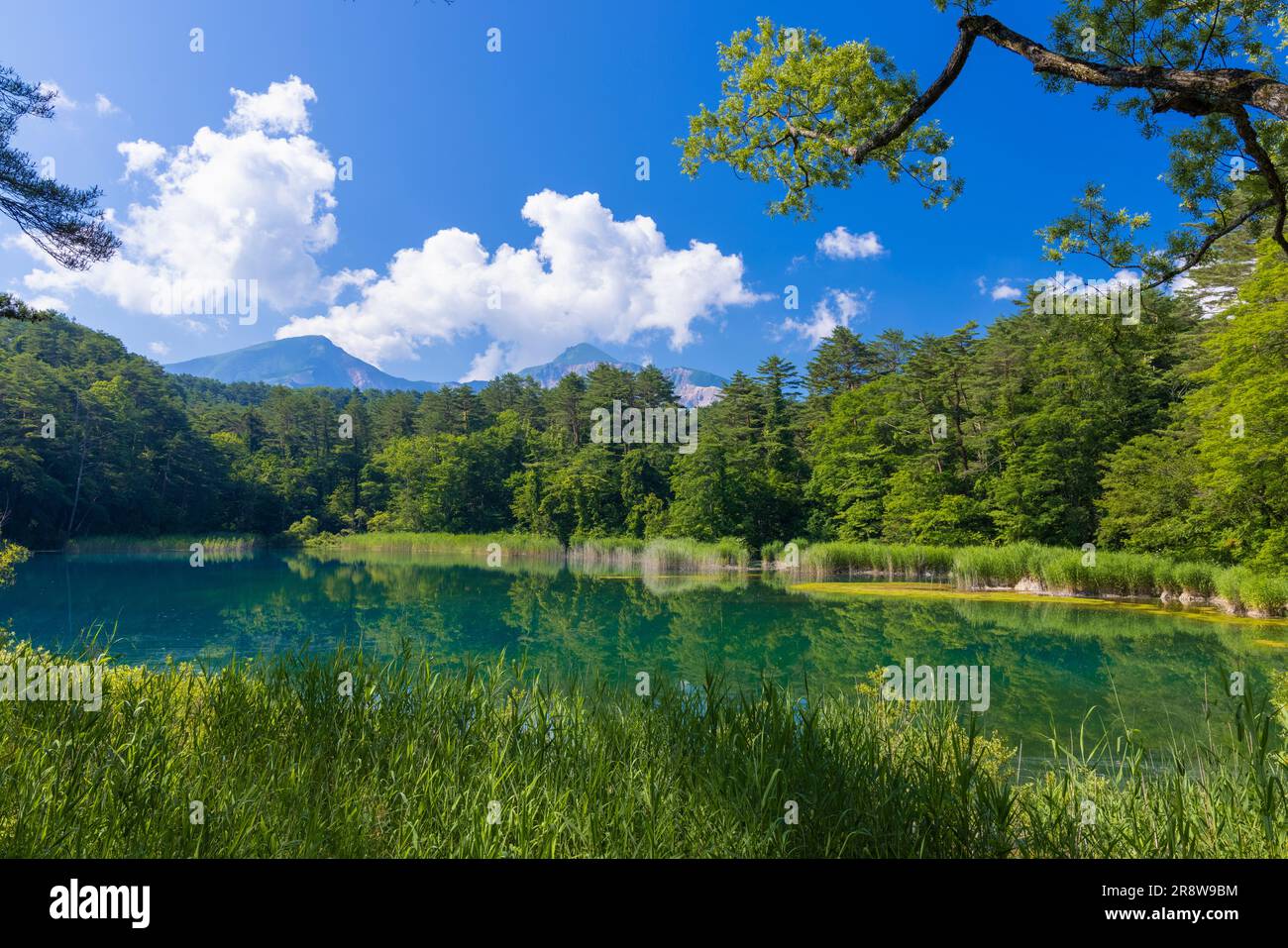 Ruriko hi-res stock photography and images - Alamy