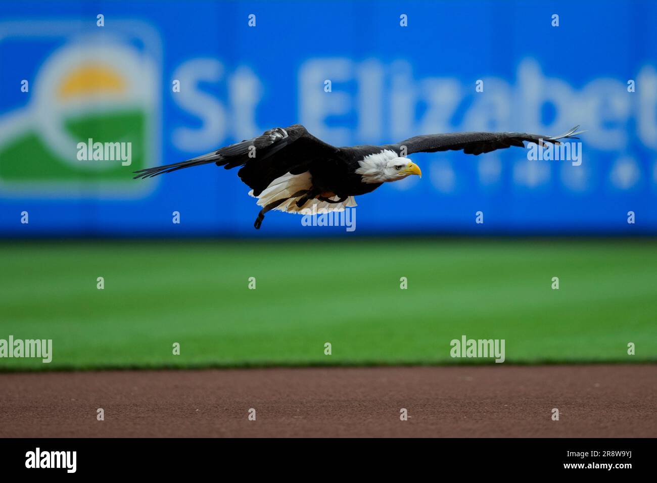 Sam the bald eagle flies on the field during the national anthem before ...