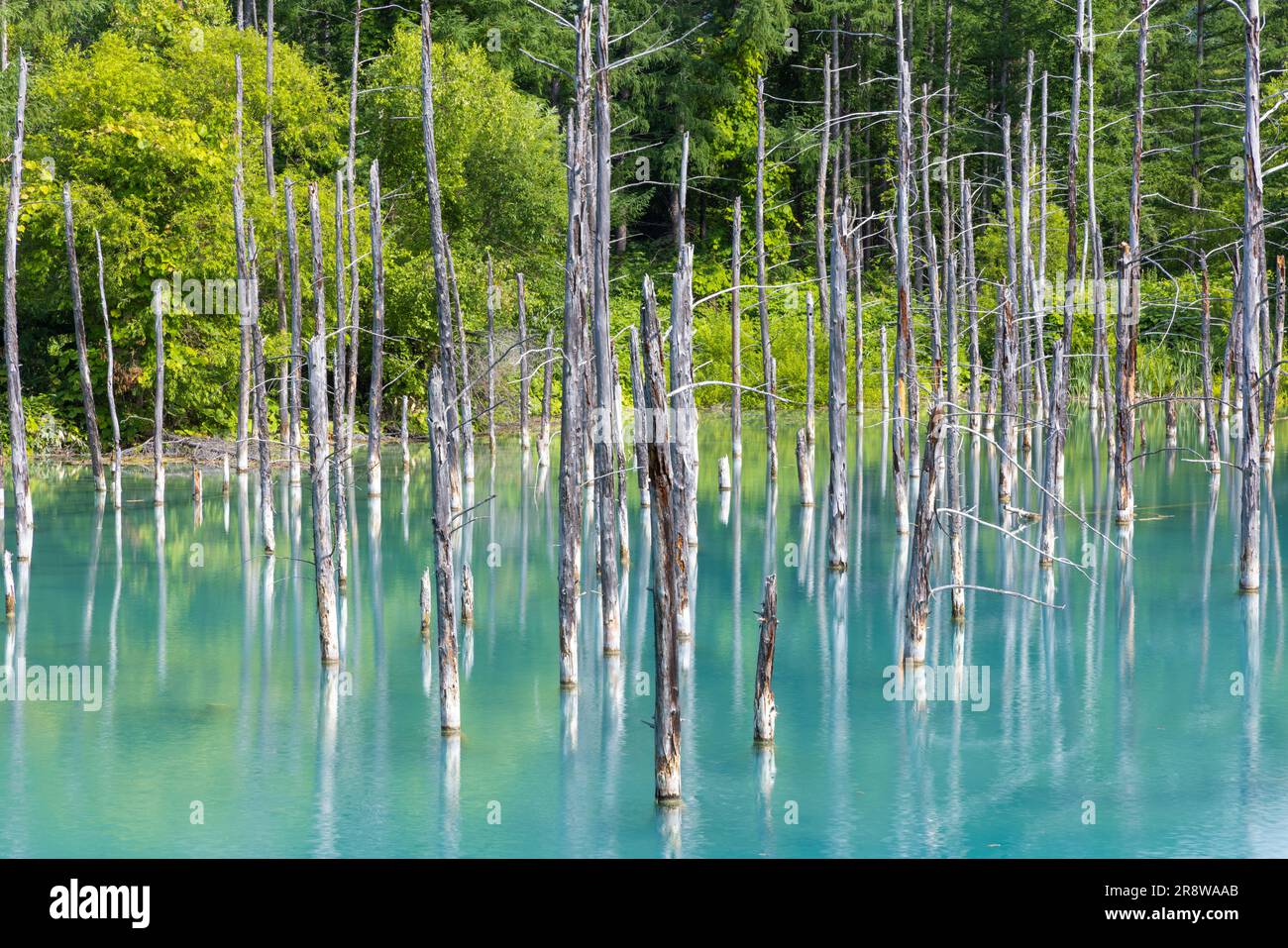 Shirogane blue pond Stock Photo - Alamy