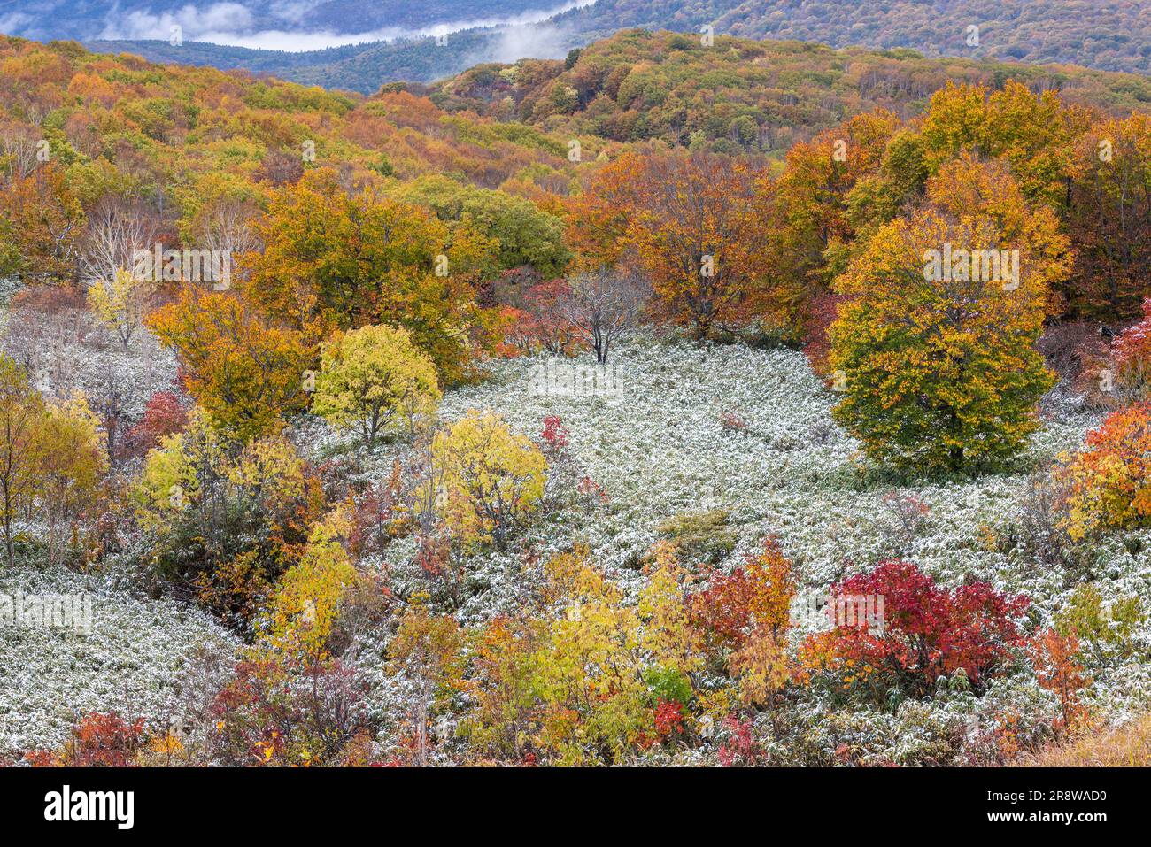 The color of the snow hi-res stock photography and images - Alamy