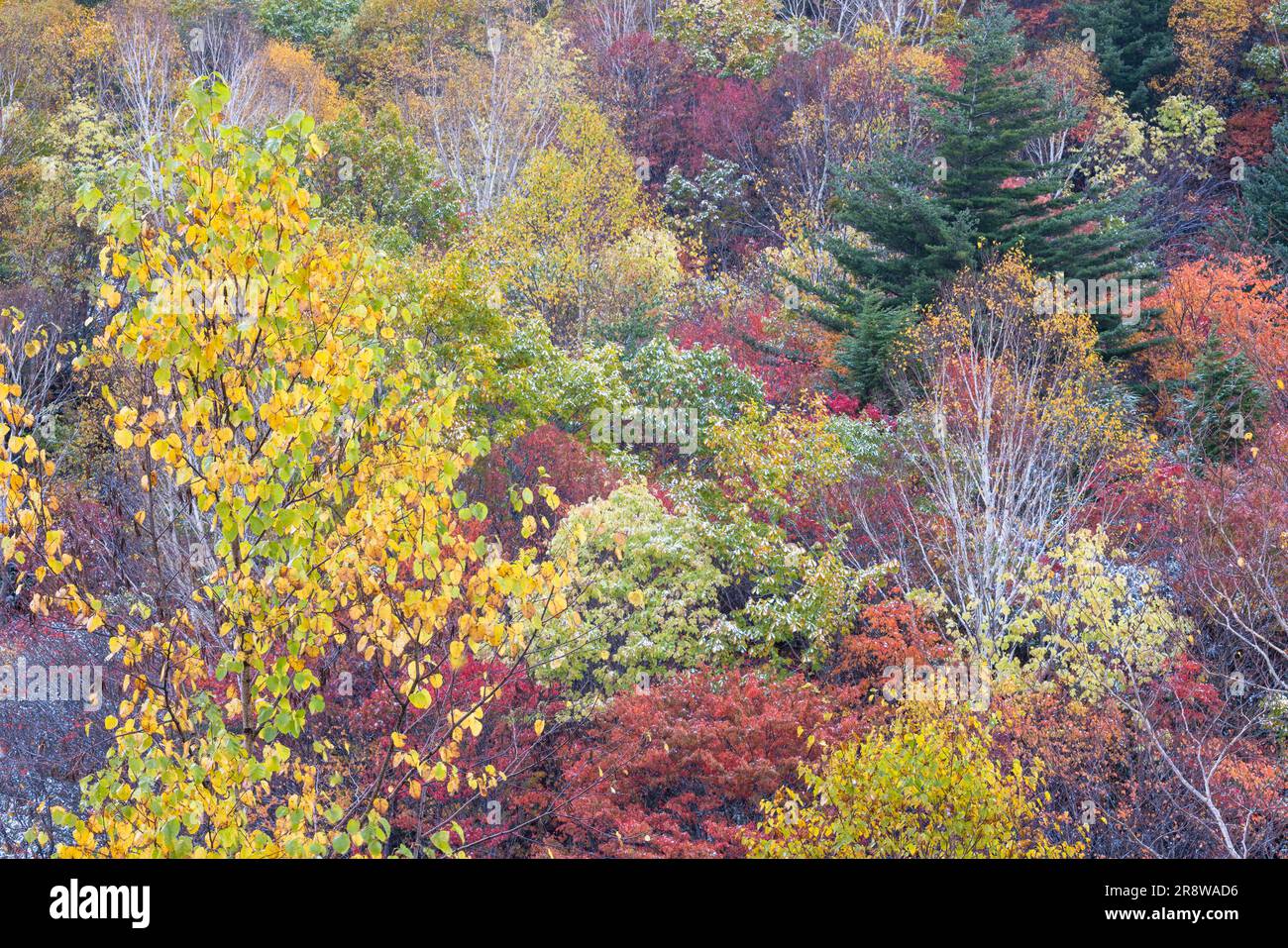 The color of the snow hi-res stock photography and images - Alamy