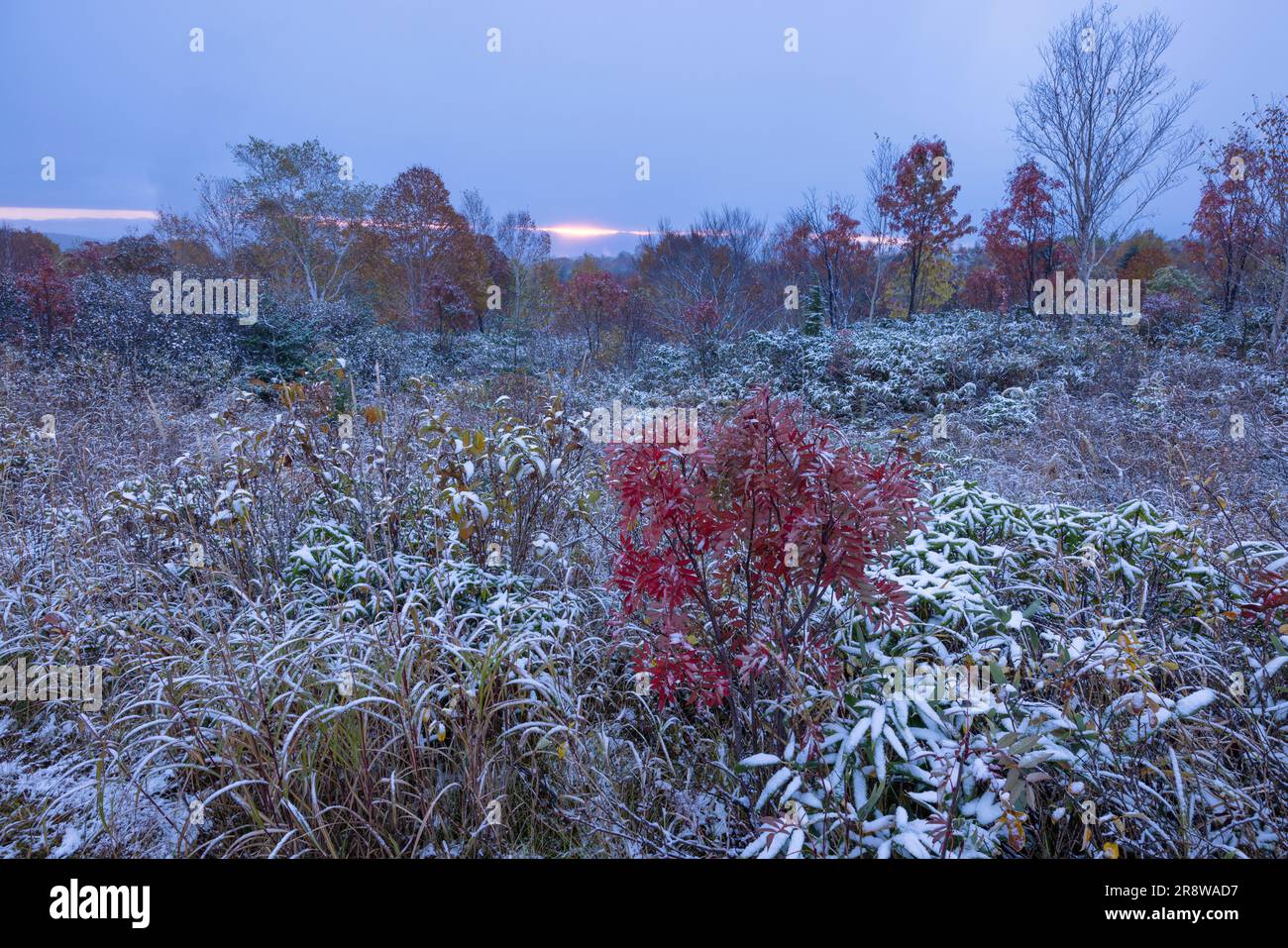 Autumn leaves and snow Stock Photo - Alamy