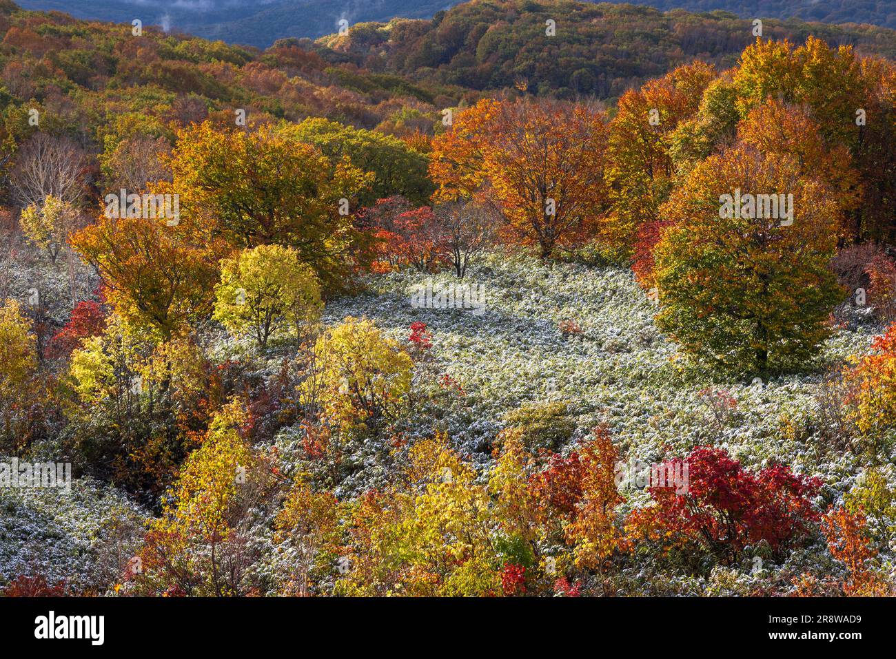 The color of the snow hi-res stock photography and images - Alamy