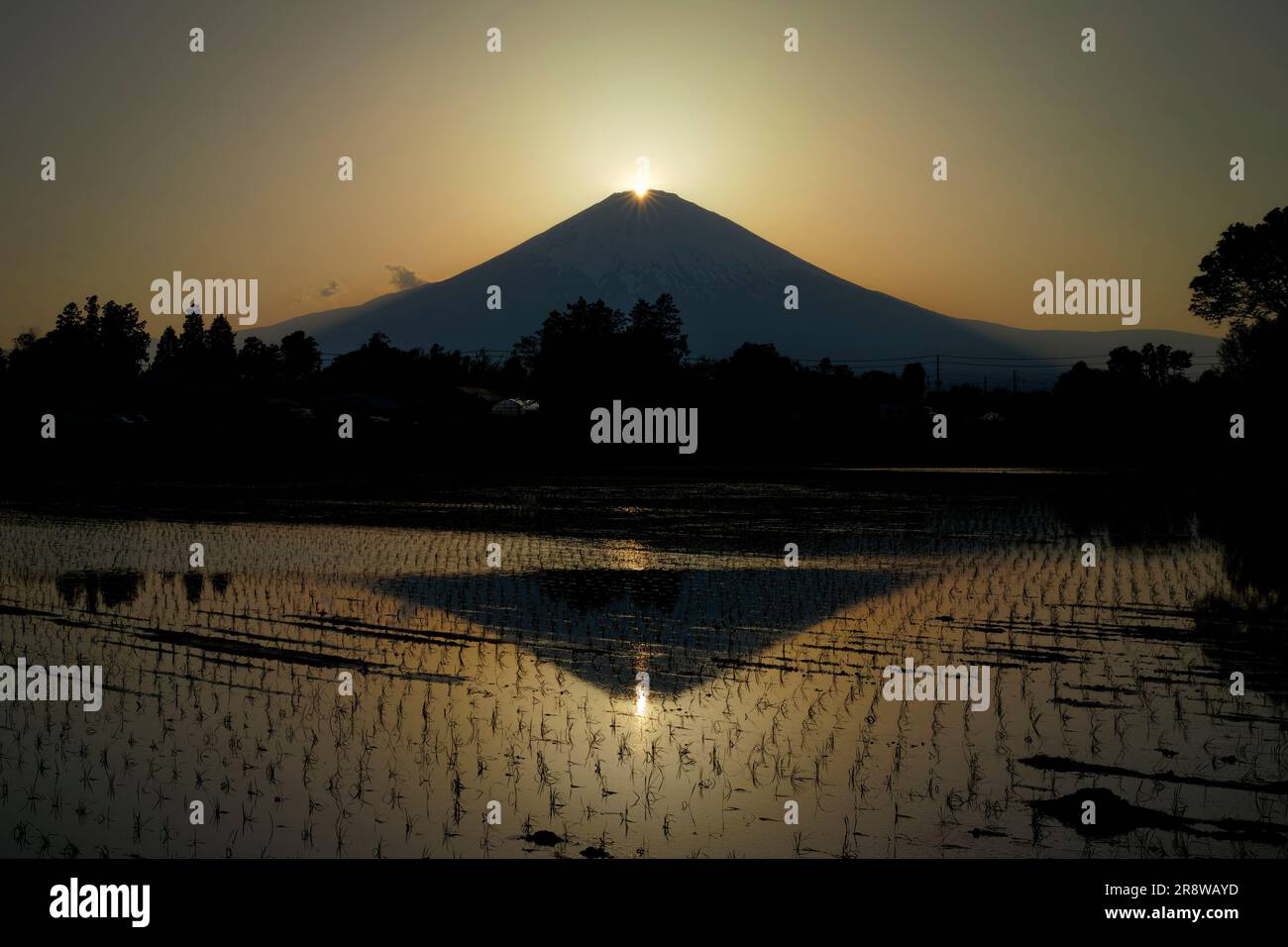 Diamond Fuji reflected on a newly planted rice paddy Stock Photo - Alamy