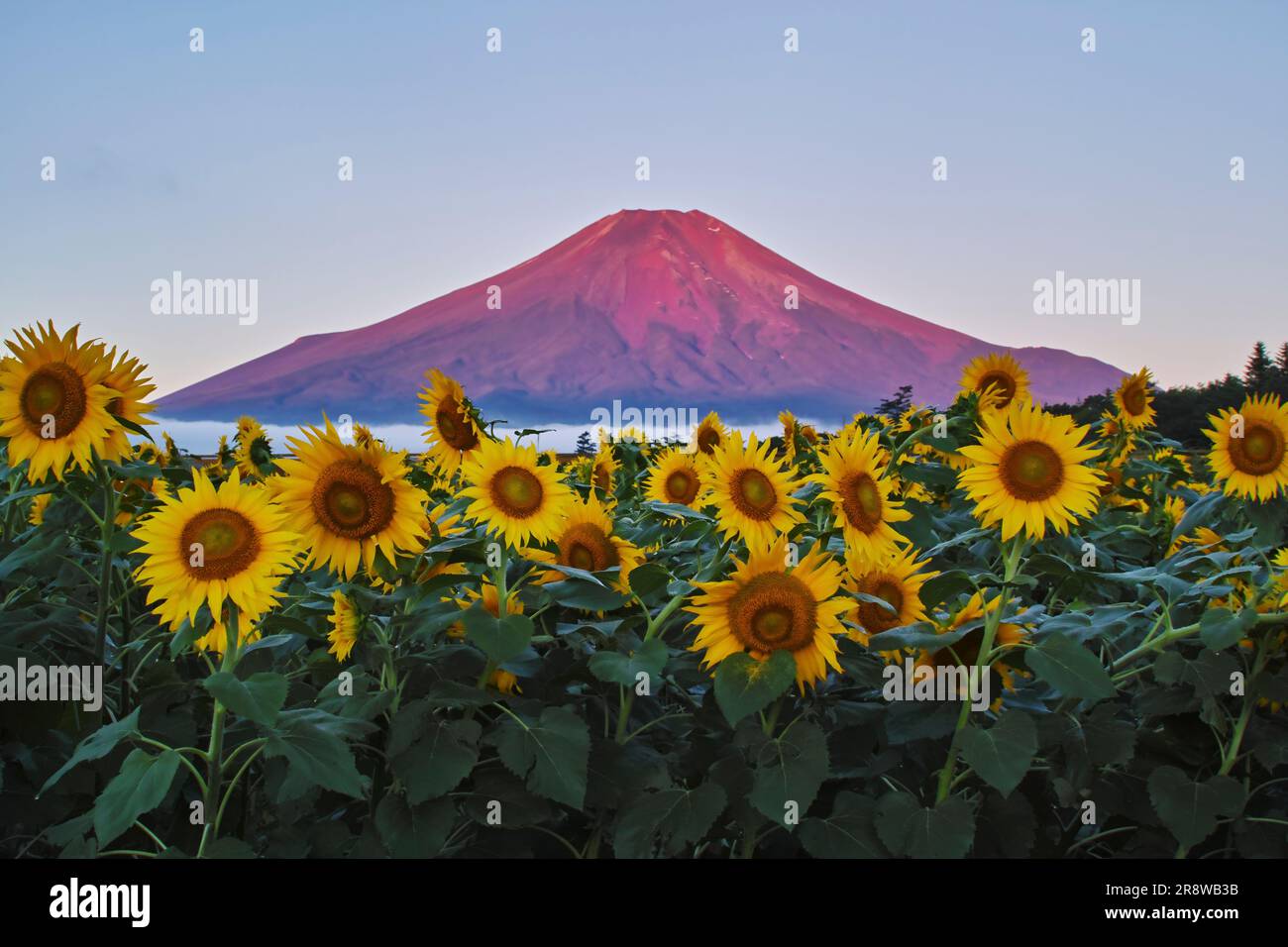 Red Mount Fuji and sunflowers Stock Photo - Alamy