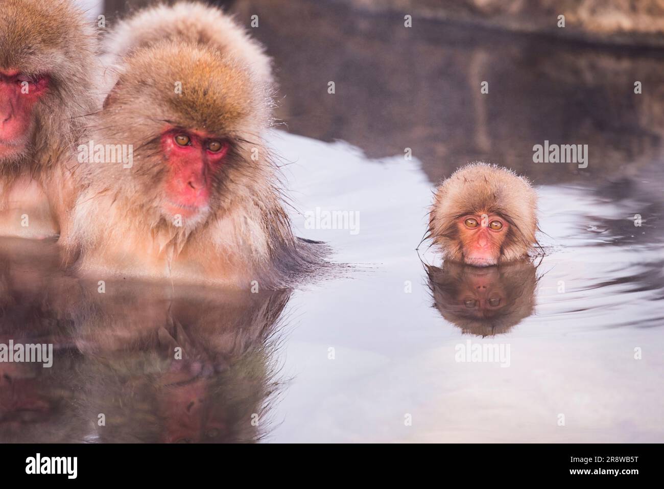 An adult monkey and a small monkey soaking in a hot spring（Jigokudani ...