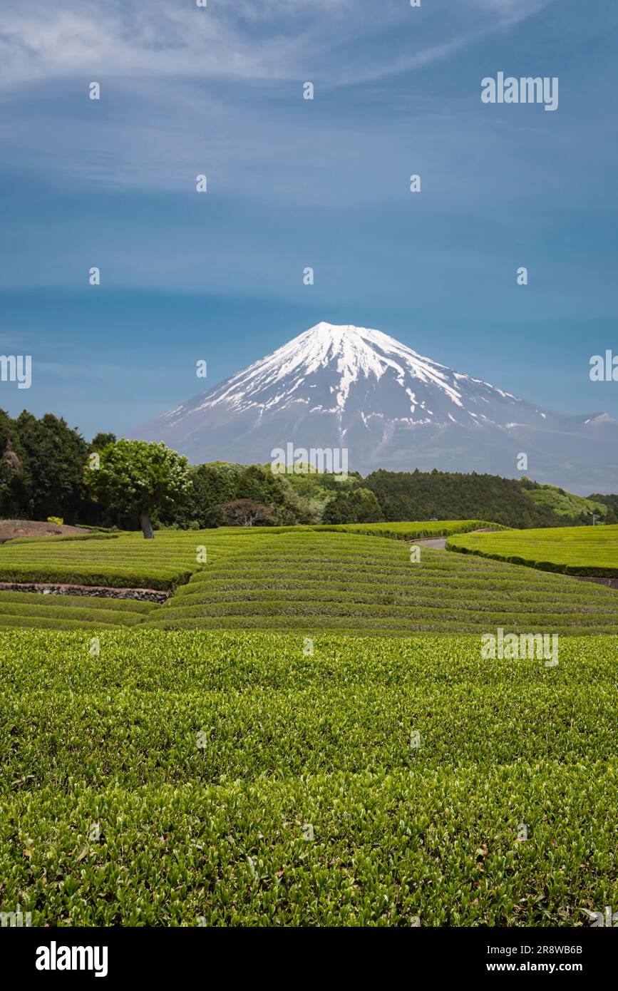 Tea Plantations and Mount Fuji Stock Photo - Alamy