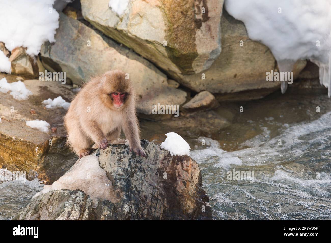 Monkeys crossing a river (Jigokudani Yaen-koen Stock Photo - Alamy