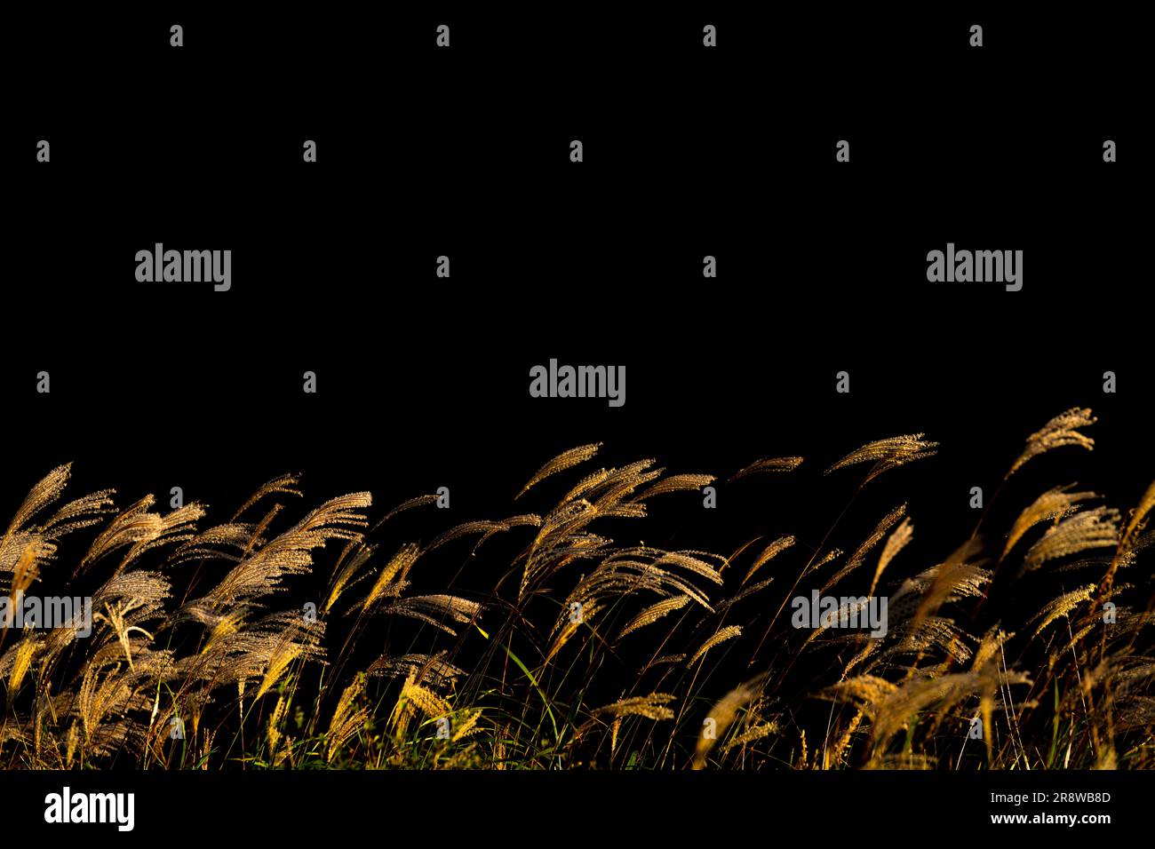 Sengokuhara highland hi-res stock photography and images - Alamy