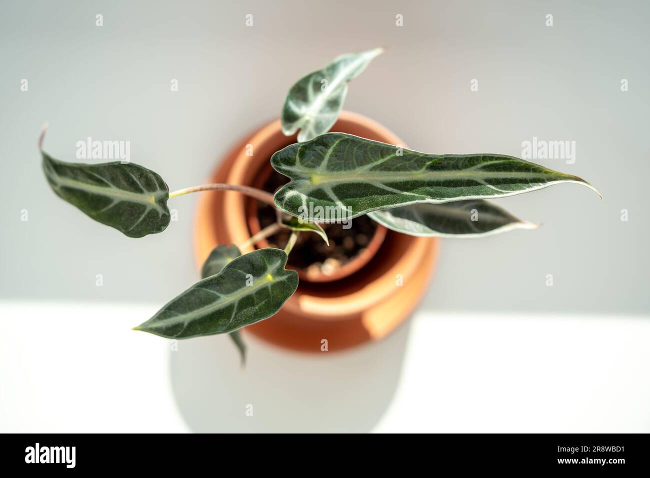 Small Alocasia Bambino plant in clay pot on windowsill top view soft ...