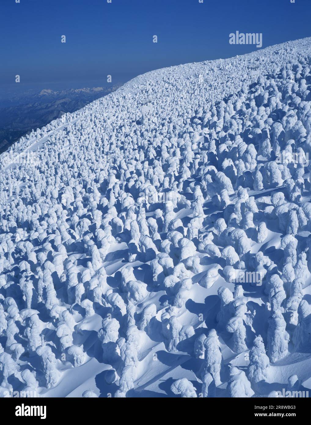 Trees on Mount Zao covered in frost Stock Photo - Alamy