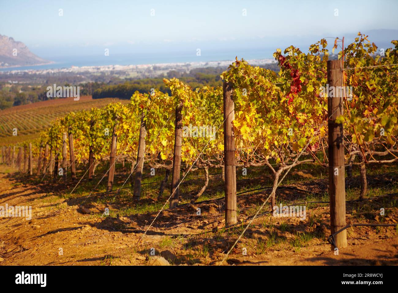 Vines plants hi-res stock photography and images - Alamy