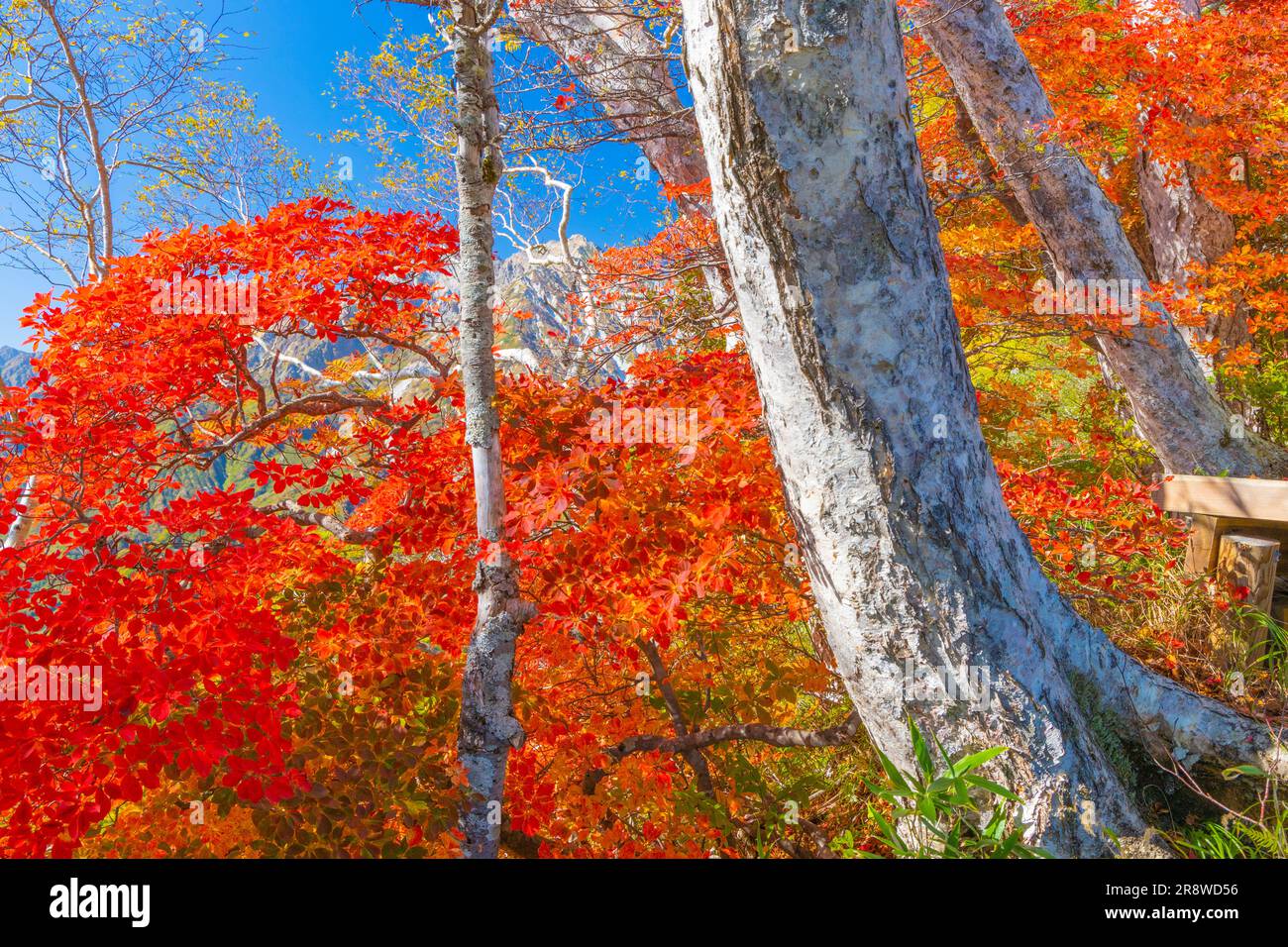 Autumn leaves at Tsugaike Observation marshland Stock Photo - Alamy