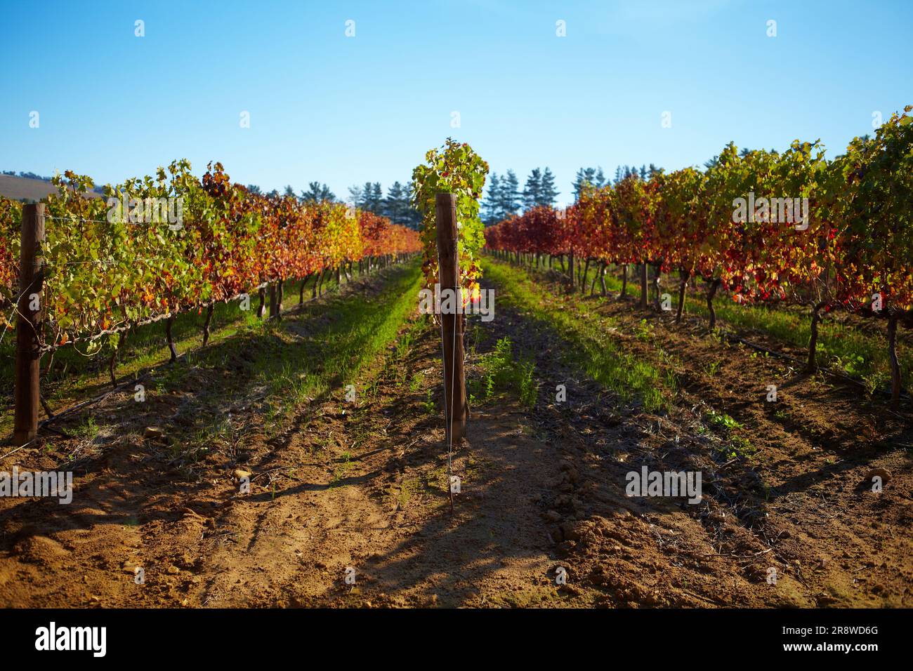 Nature, sustainable and landscape of a vineyard with plants, greenery ...