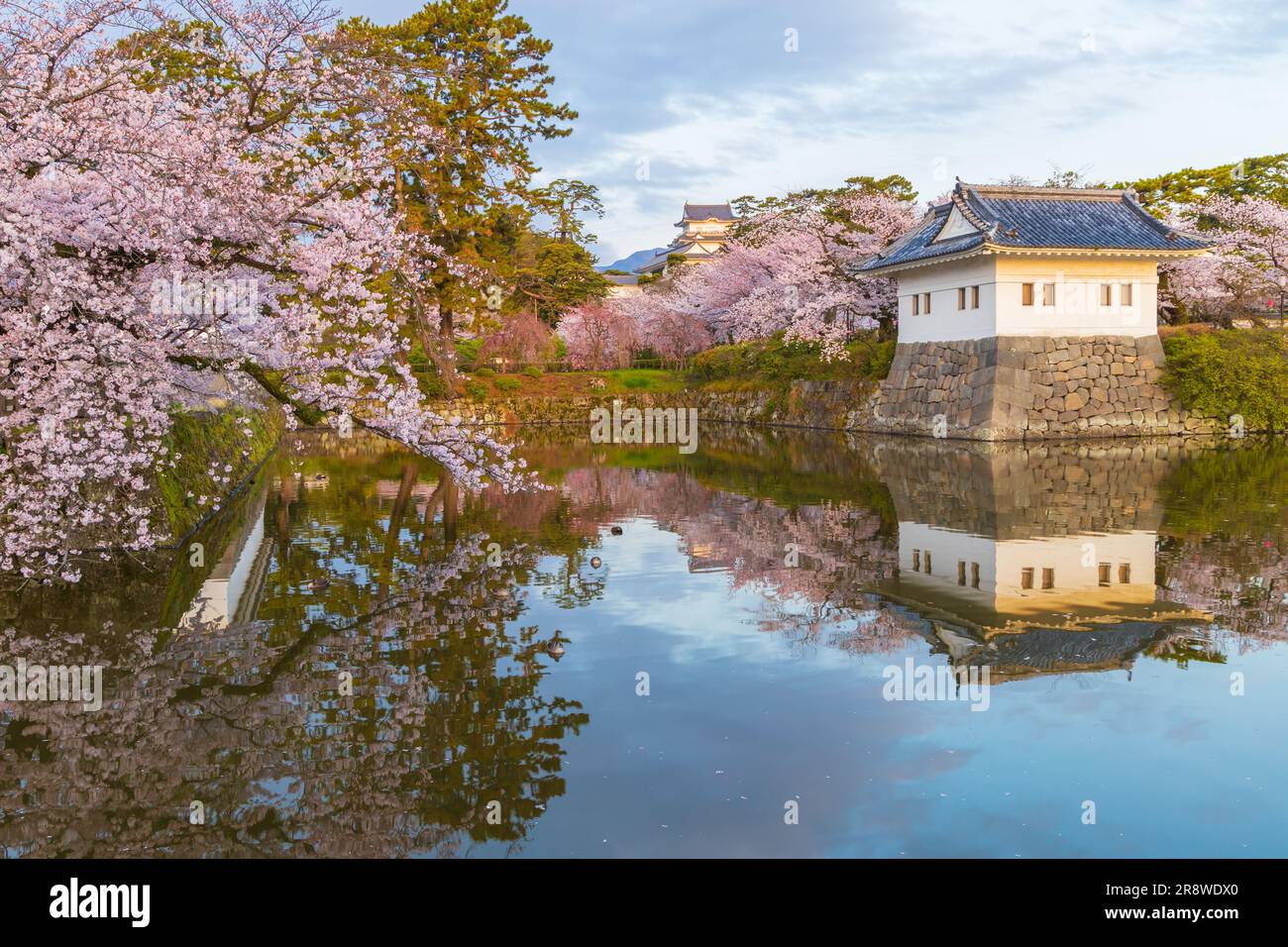 Odawara Castle in cherry blossom Stock Photo - Alamy