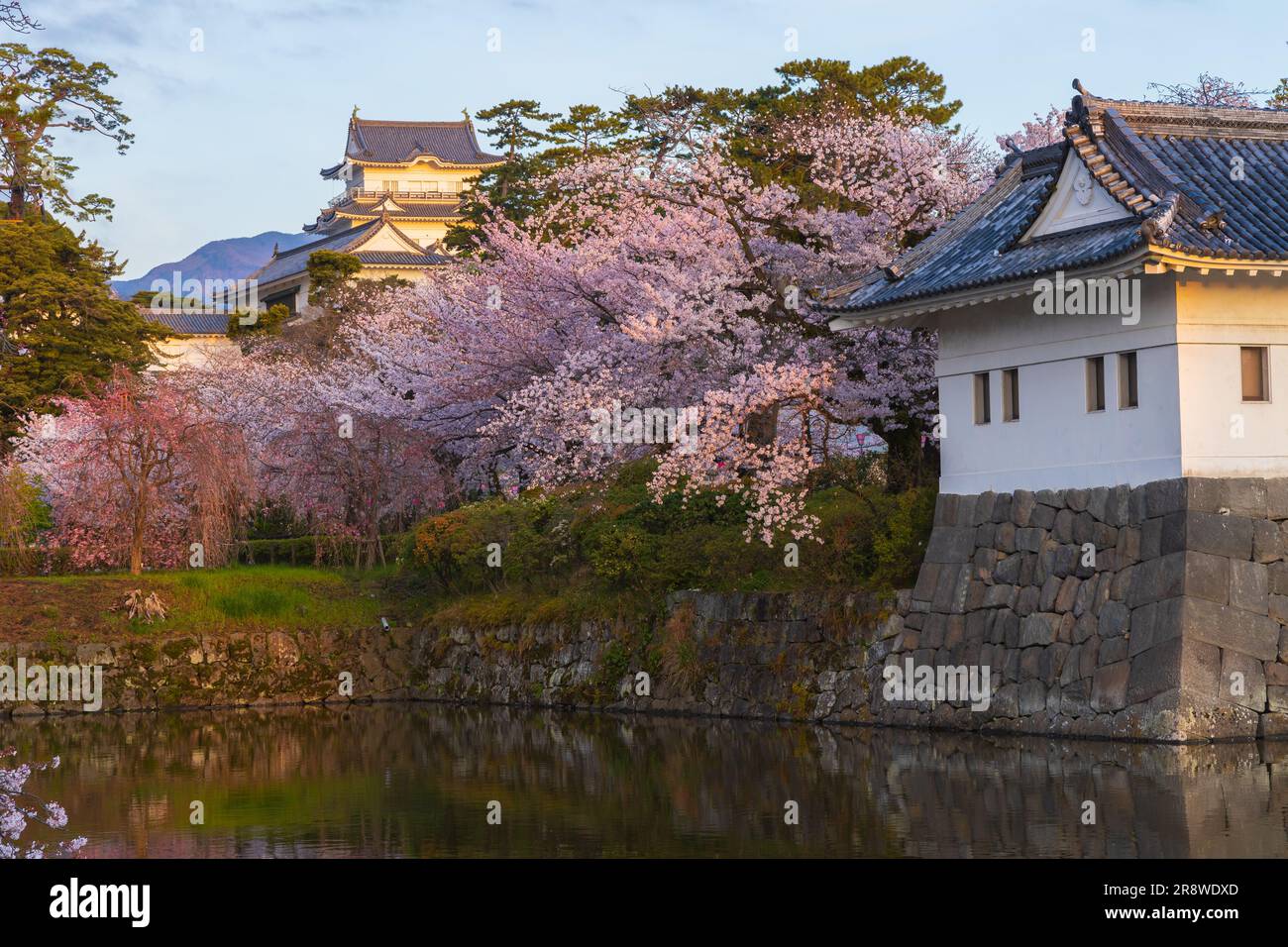 Odawara Castle in cherry blossom Stock Photo - Alamy