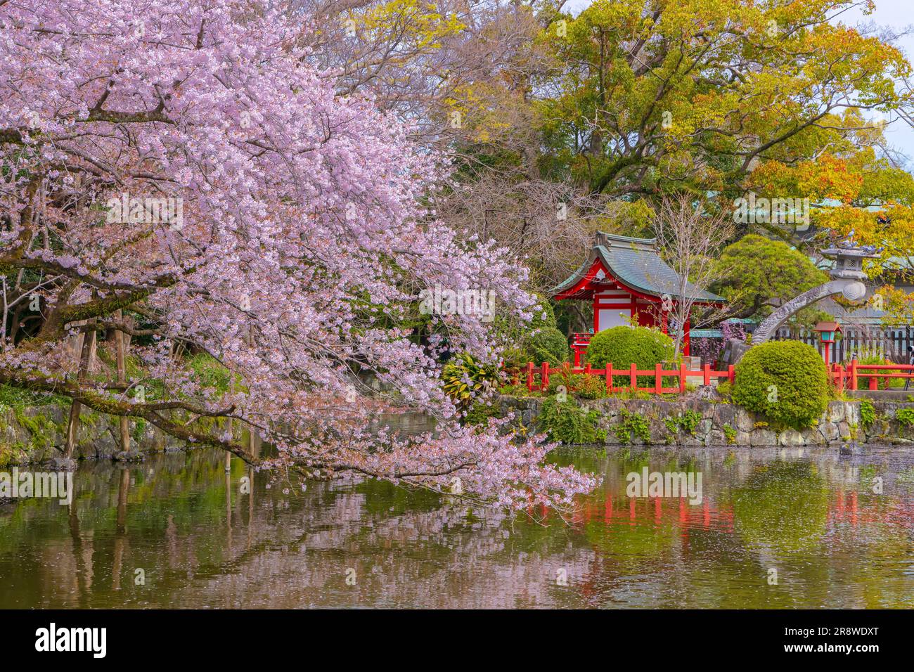 Itsukushima Shrine of Mishima-taisha Shrine in cherry blossom Stock ...