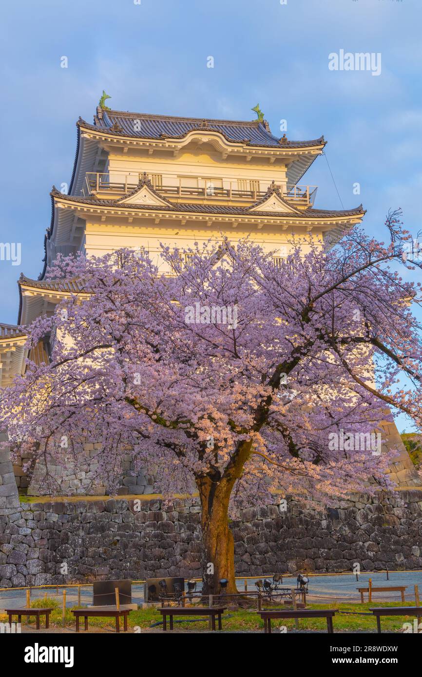 Cherry blossom attractions hi-res stock photography and images - Alamy