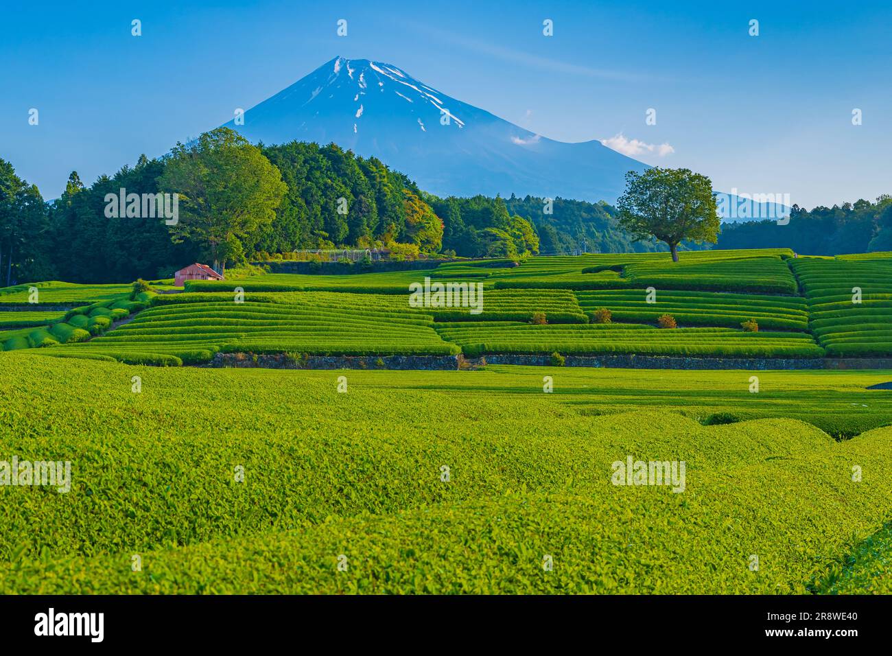 Tea Plantations and Mount Fuji Stock Photo - Alamy