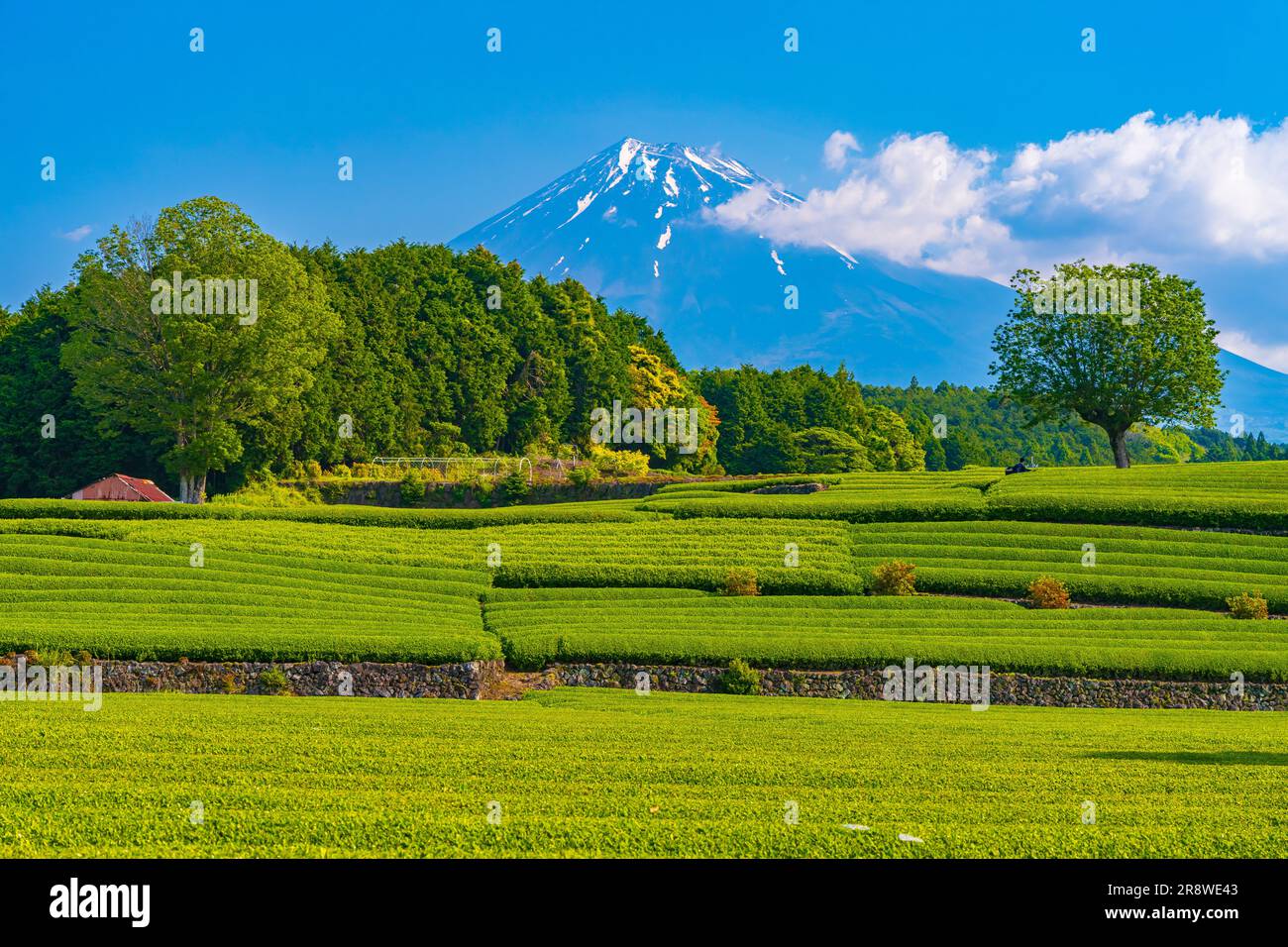 Tea Plantations and Mount Fuji Stock Photo - Alamy