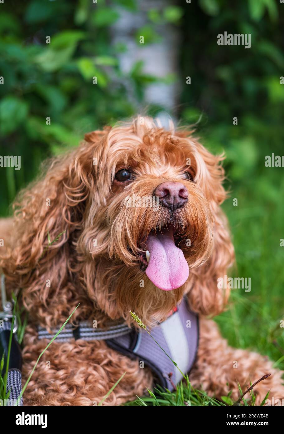 Cavapoo dog in the park on a summer sunny day, mixed, breed of Cavalier ...