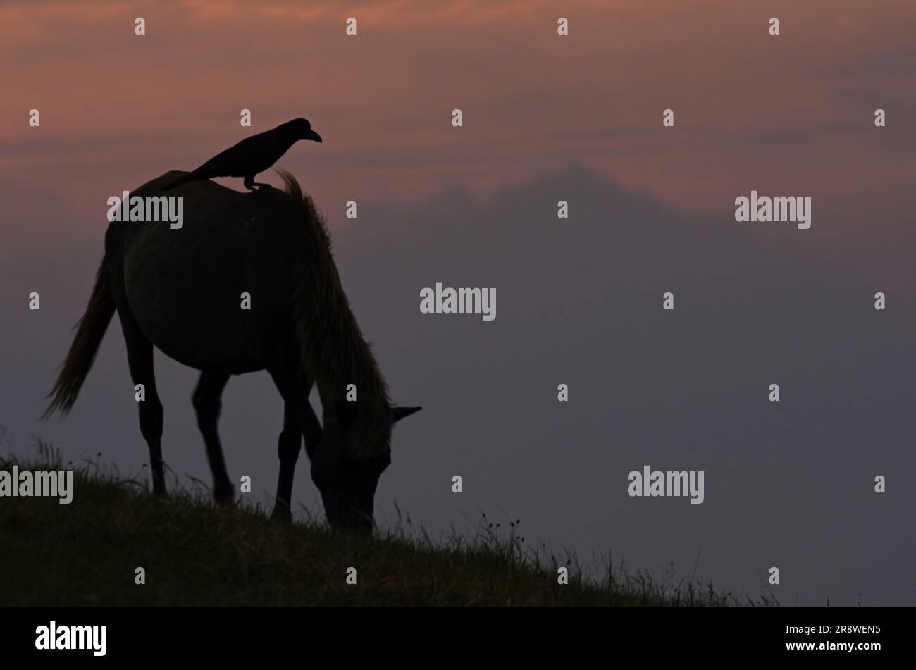 Morning Sunrise, Misakiuma and Crow Stock Photo - Alamy
