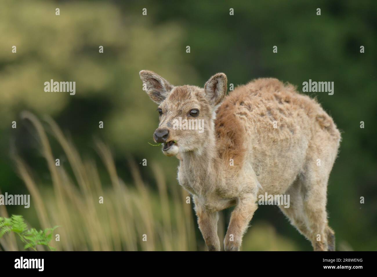 Deer eating ferns Stock Photo - Alamy