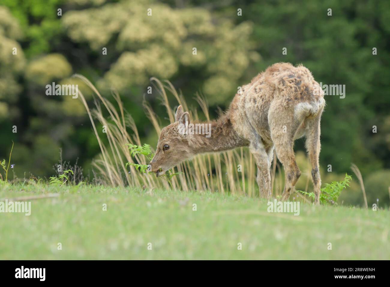 Deer eating ferns Stock Photo - Alamy