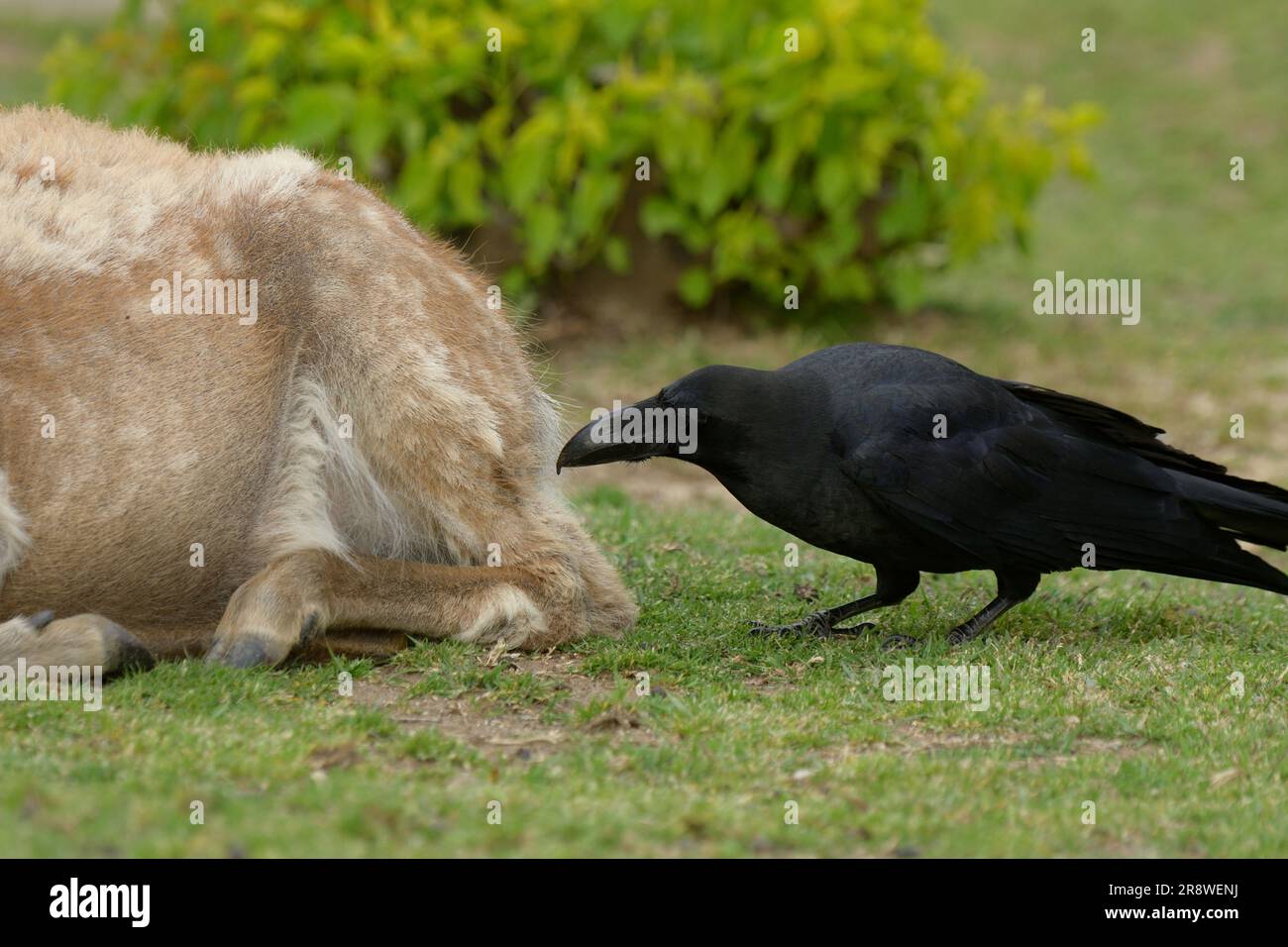 A crow looking at a deer's body Stock Photo - Alamy
