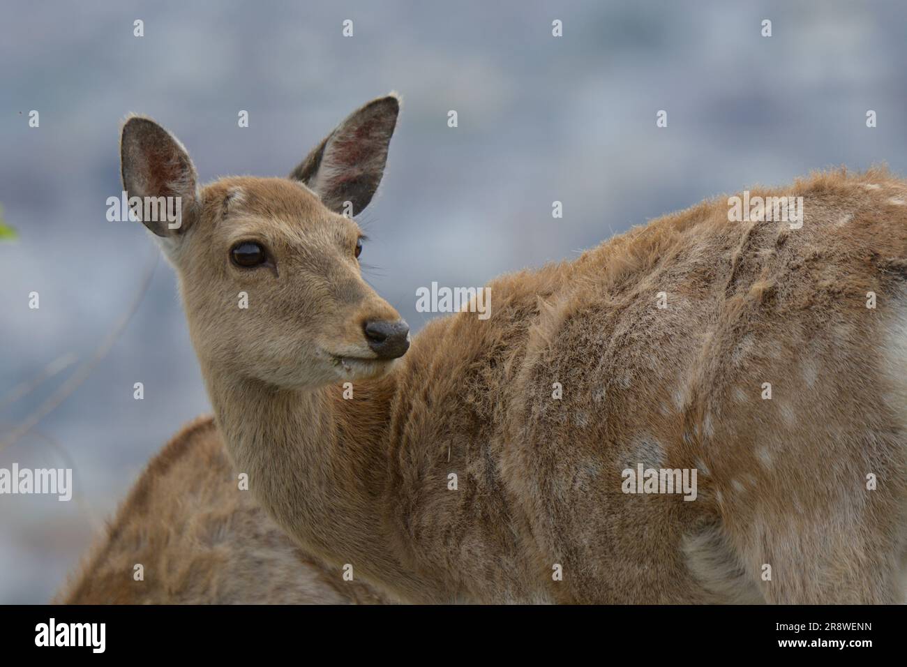 Deer looking back Stock Photo - Alamy