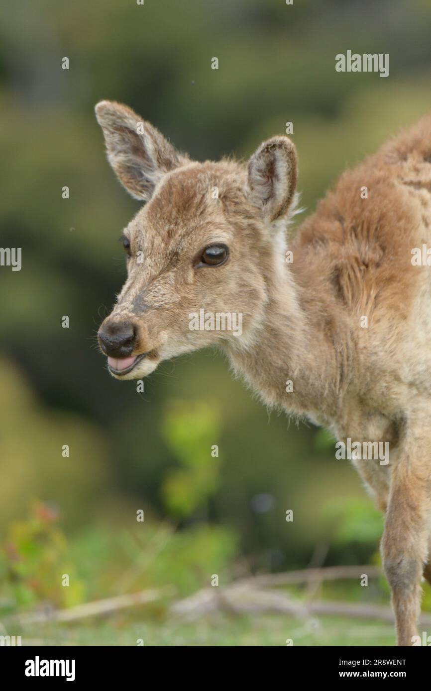 Deer sticking out its tongue Stock Photo - Alamy