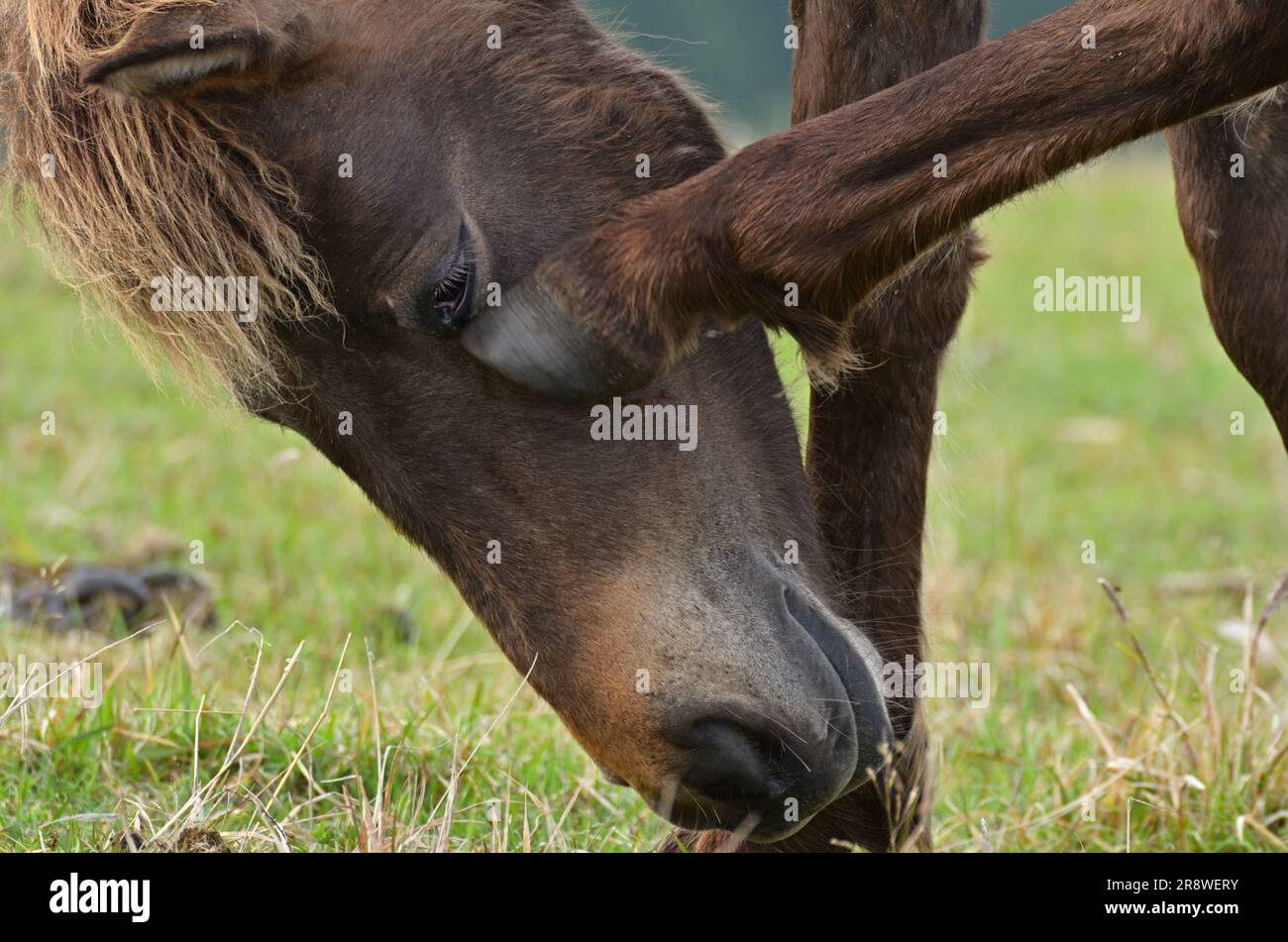 Misakiuma scratching her face Stock Photo - Alamy