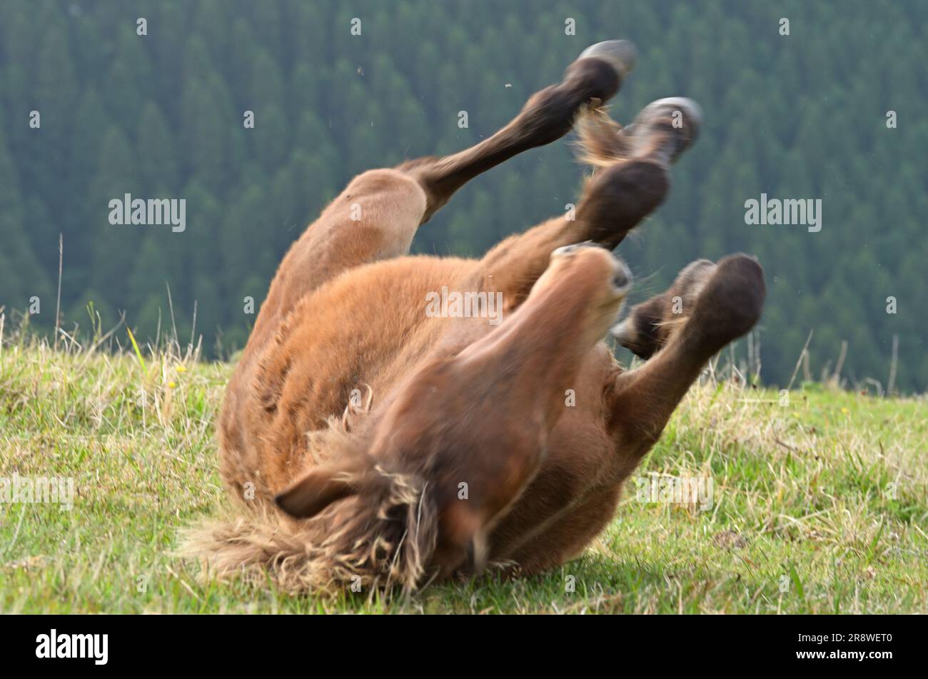 Misakiuma rolling and scratching his back Stock Photo - Alamy