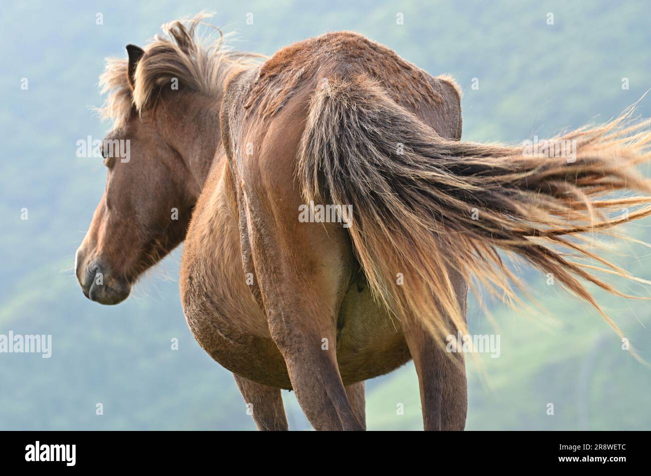 Back buttocks hi-res stock photography and images - Alamy