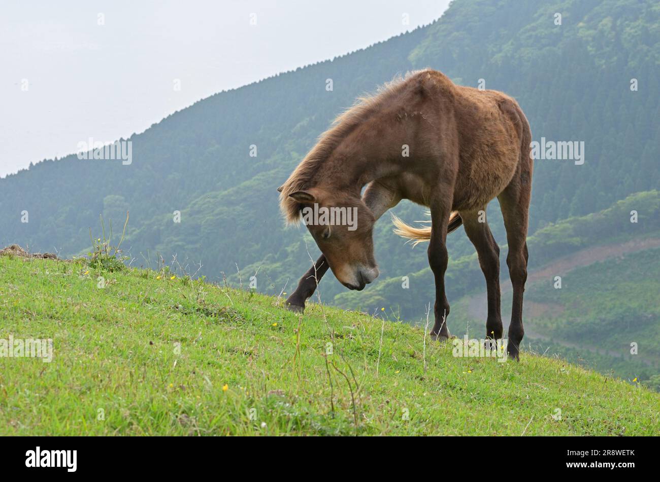 Scratch face hi-res stock photography and images - Alamy
