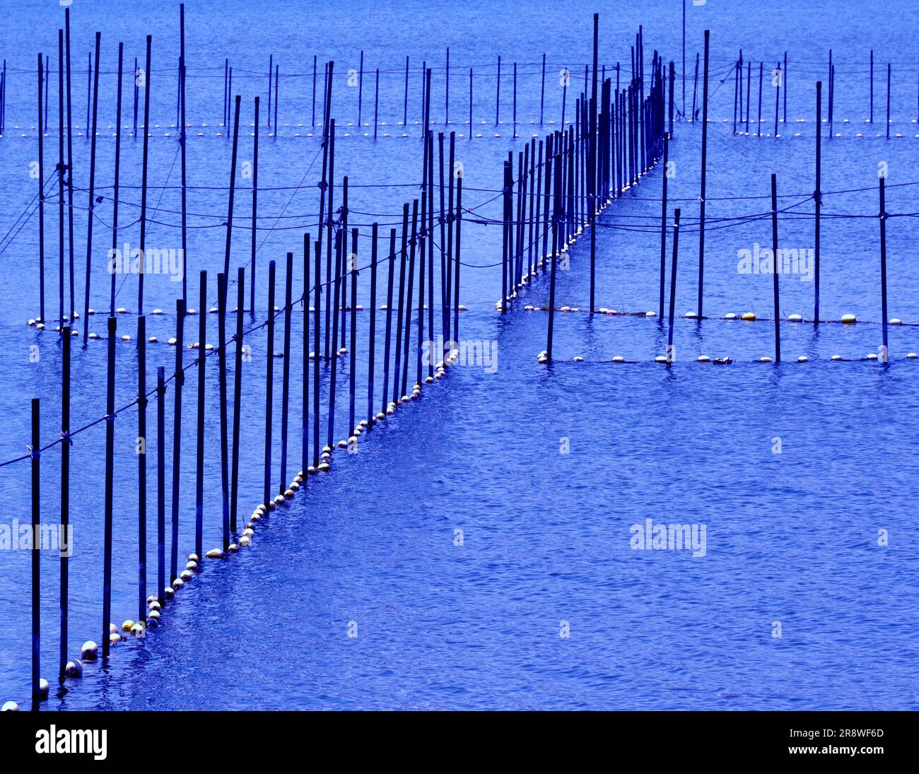 Lake Biwa trap fishing Stock Photo - Alamy