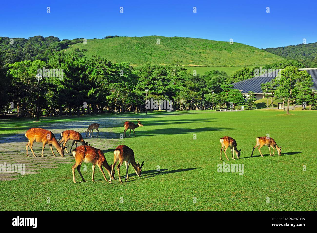 Hino park hi-res stock photography and images - Alamy