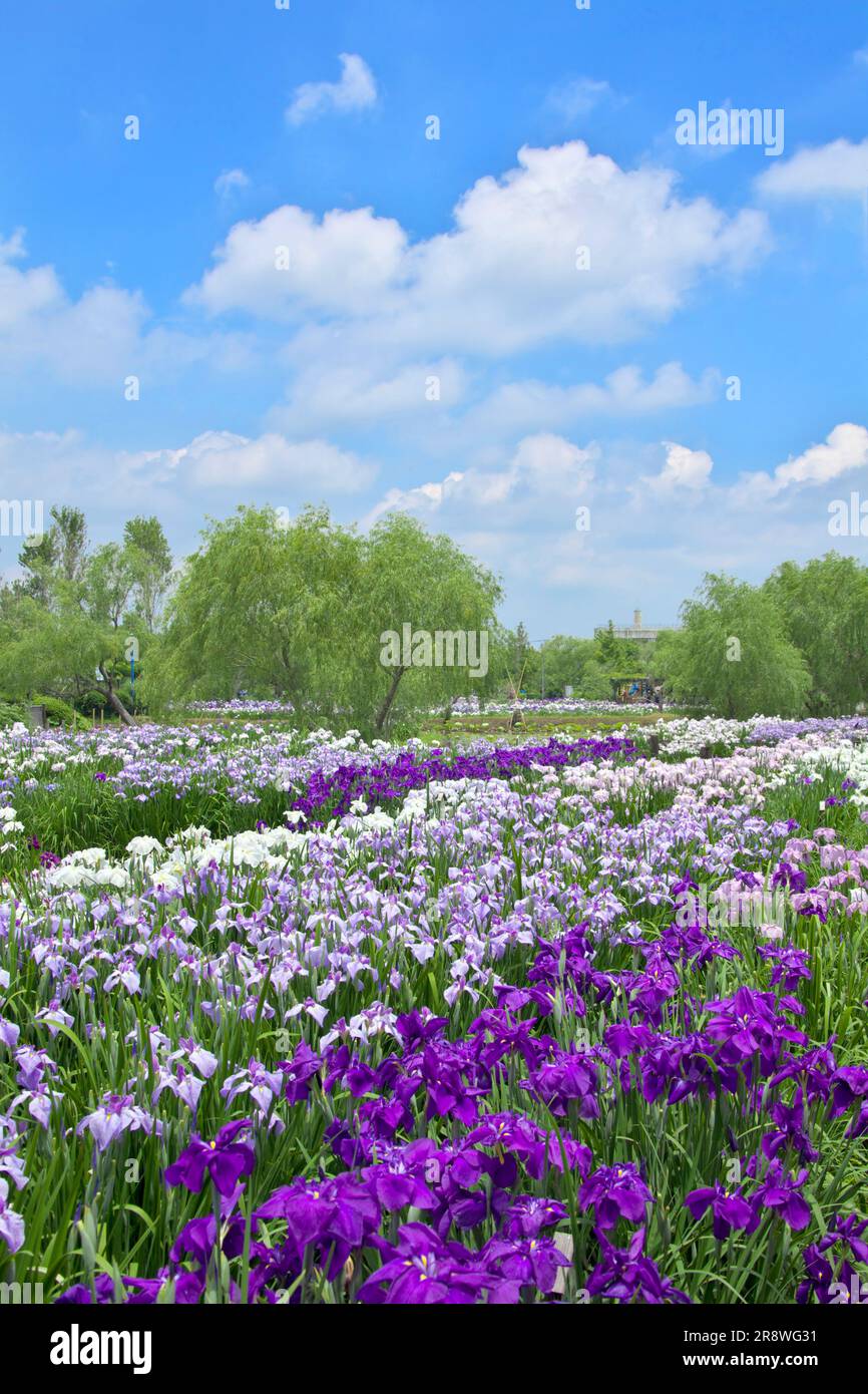 Suig? Sawara Aquatic Botanical Garden Stock Photo - Alamy